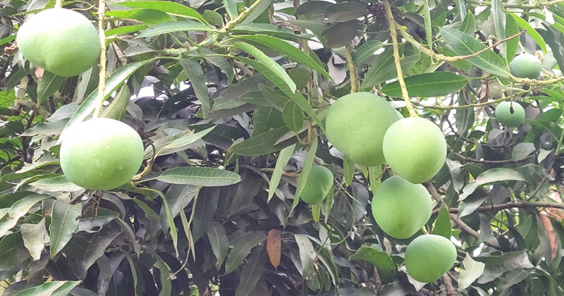 সরকারি ওয়েবসাইট থেকে অর্ডার দেয়া যাবে আম